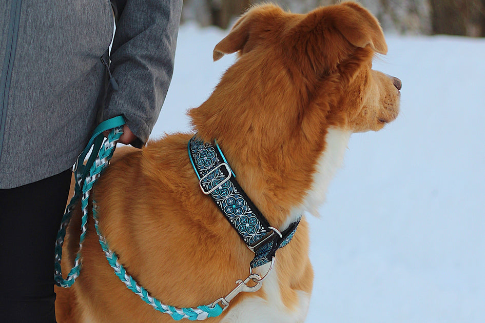 FuzzyWumpets Collars | Pro-Mohs Canine Supply