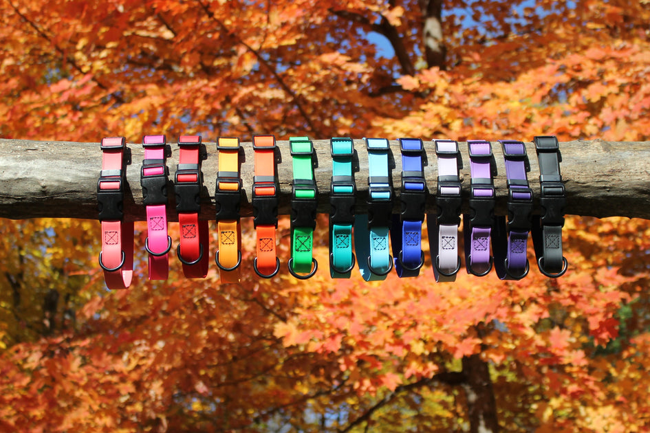 Collars | Pro-Mohs Canine Supply